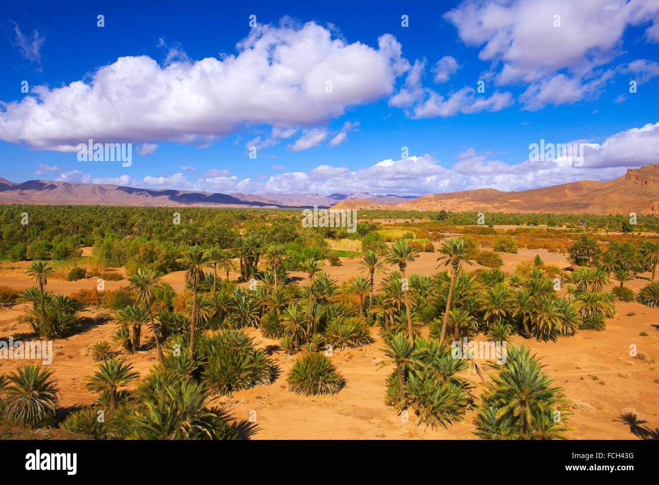 Agdz morocco oasis date palm hi-res stock photography and images - Alamy