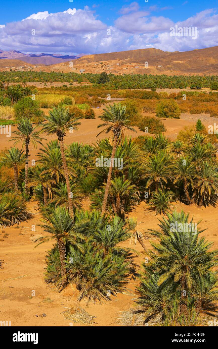 Agdz morocco oasis date palm hi-res stock photography and images - Alamy
