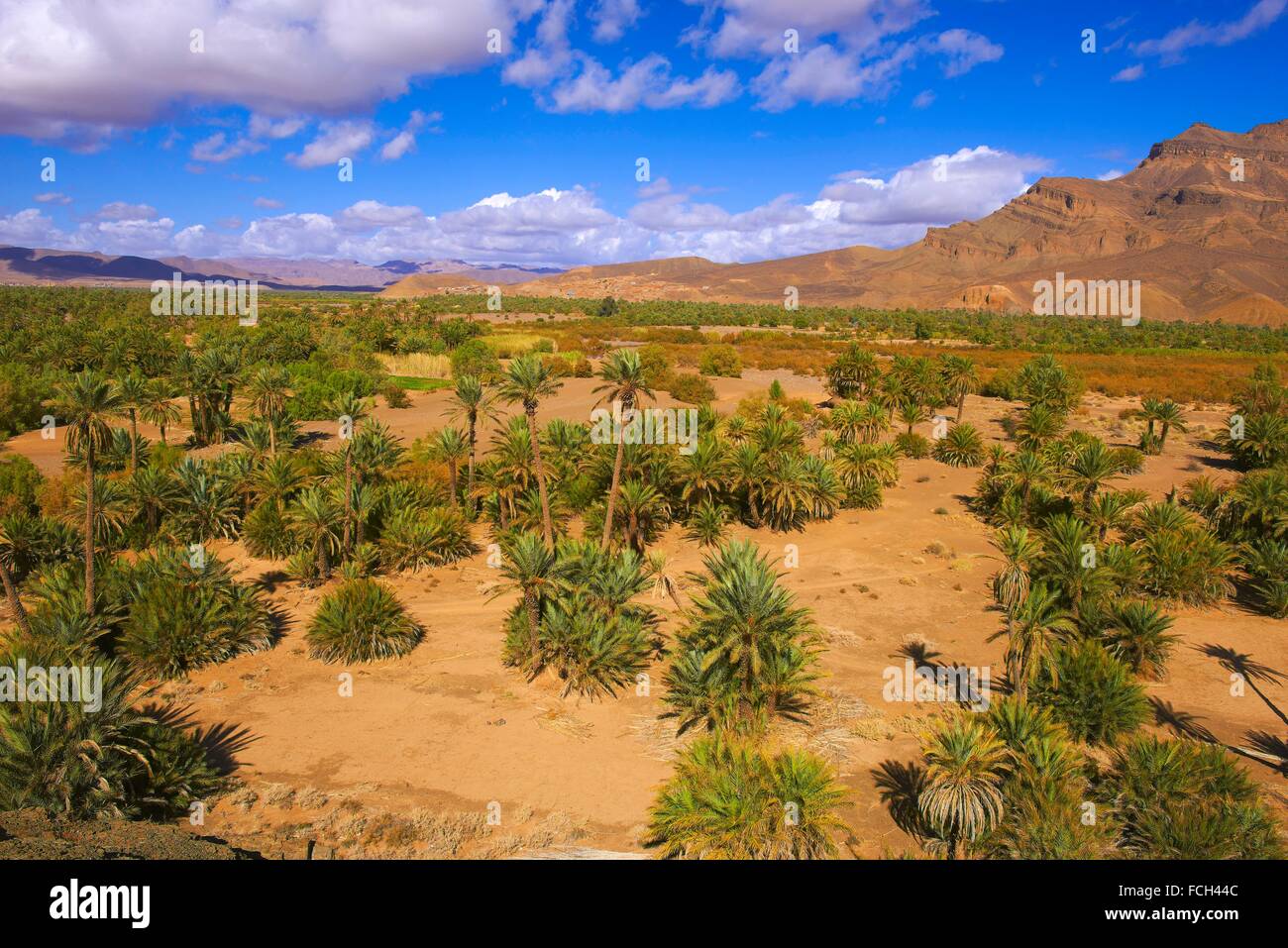 Agdz morocco oasis date palm hi-res stock photography and images - Alamy