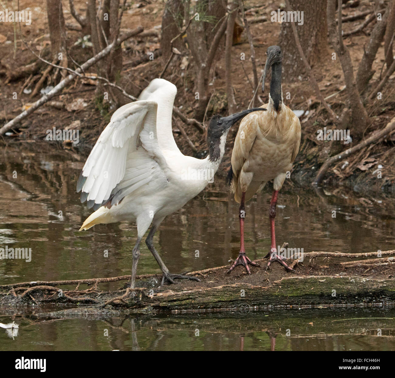 Ibis chick hi-res stock photography and images - Alamy