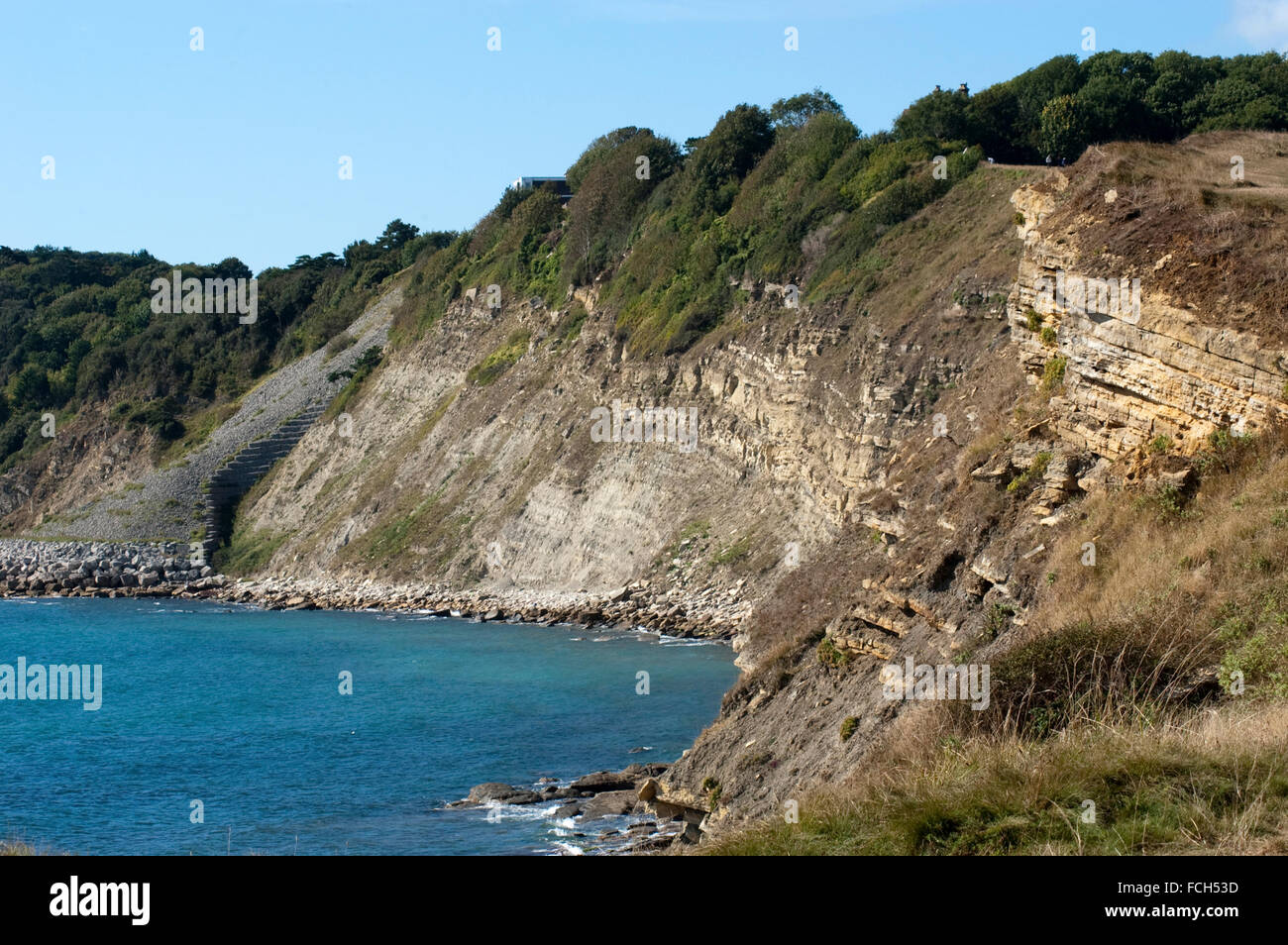 Trees durlston head swanage hi-res stock photography and images - Alamy