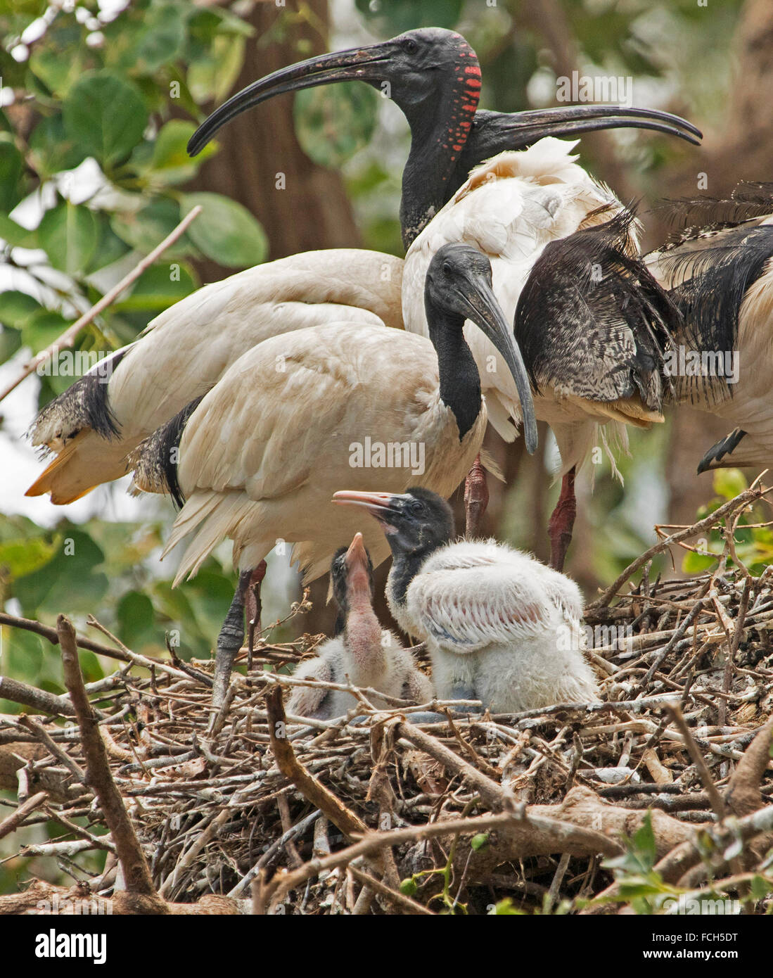 Ibis chick hi-res stock photography and images - Alamy