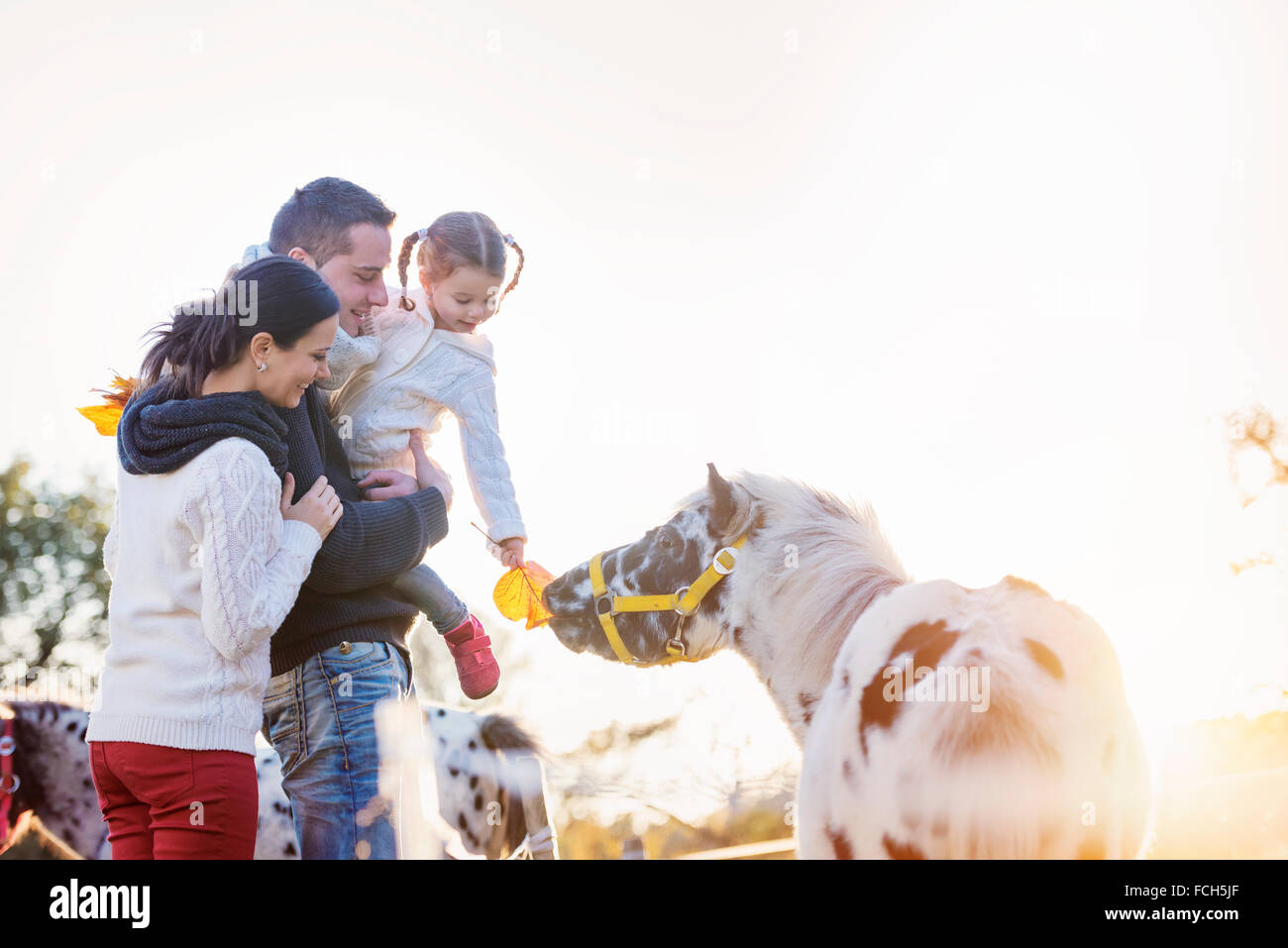 Family and pony on paddock Stock Photo - Alamy