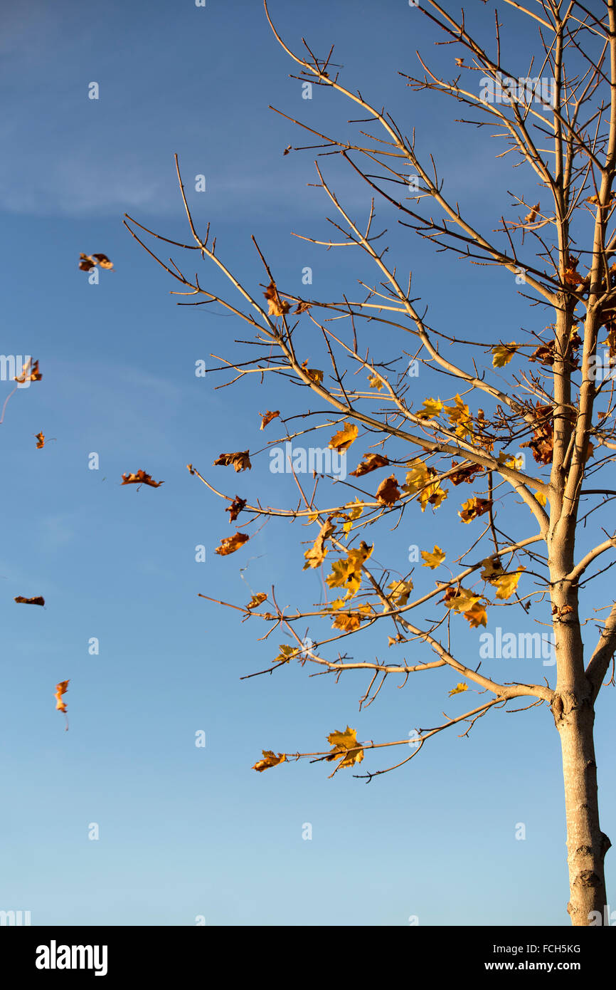 Windy Day Leaves Blowing Stock Photos & Windy Day Leaves Blowing Stock ...