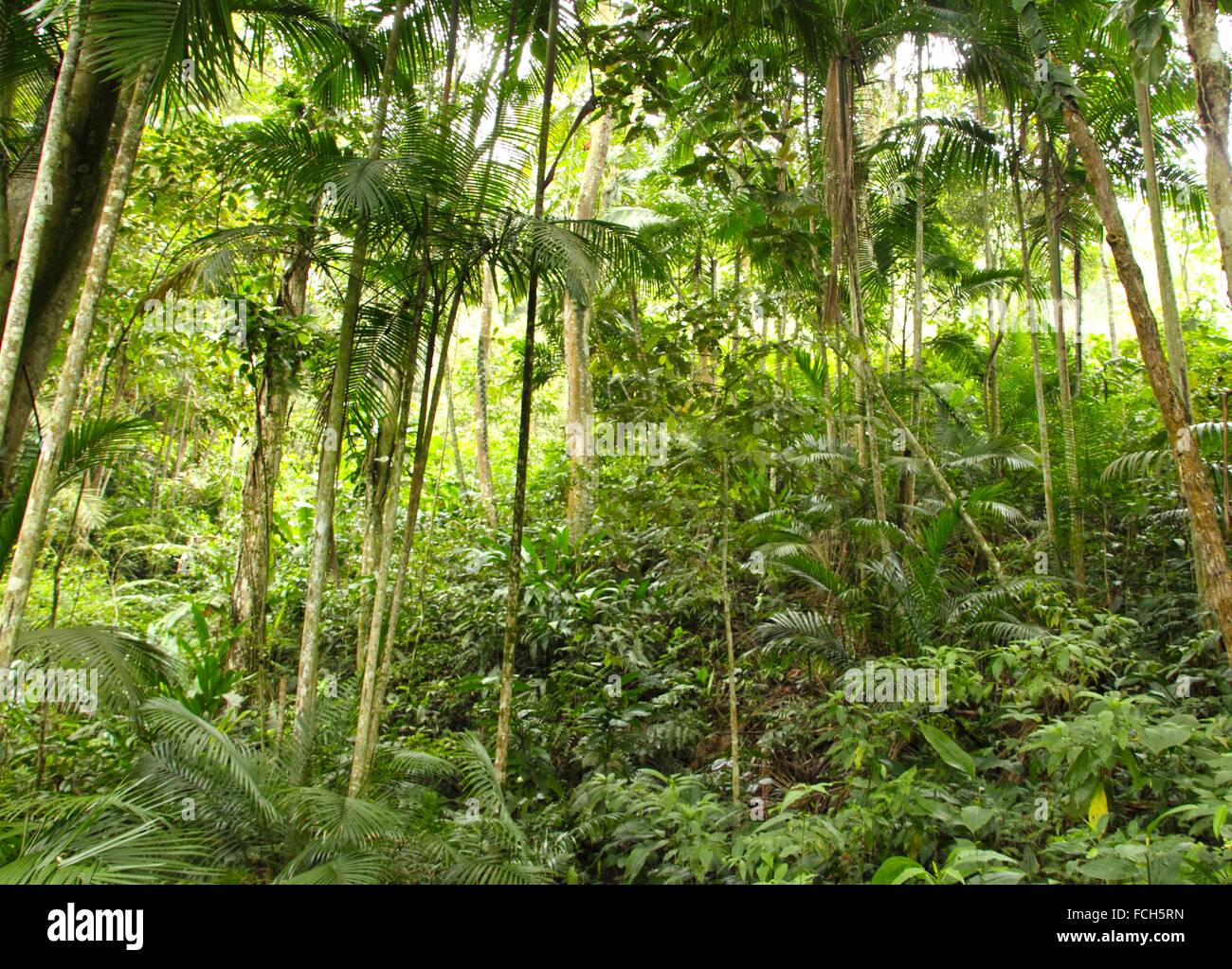 Cloudy forest in the Jungle of Palmichal, Venezuela Stock Photo - Alamy