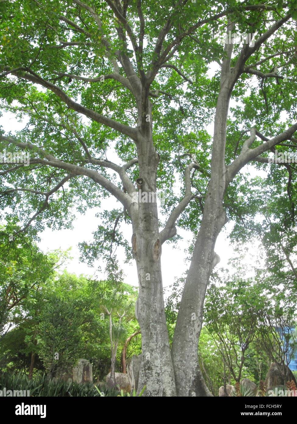 Caracas botanical garden hi-res stock photography and images - Alamy
