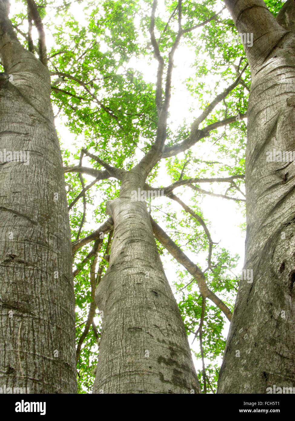Botanical garden caracas hi-res stock photography and images - Alamy