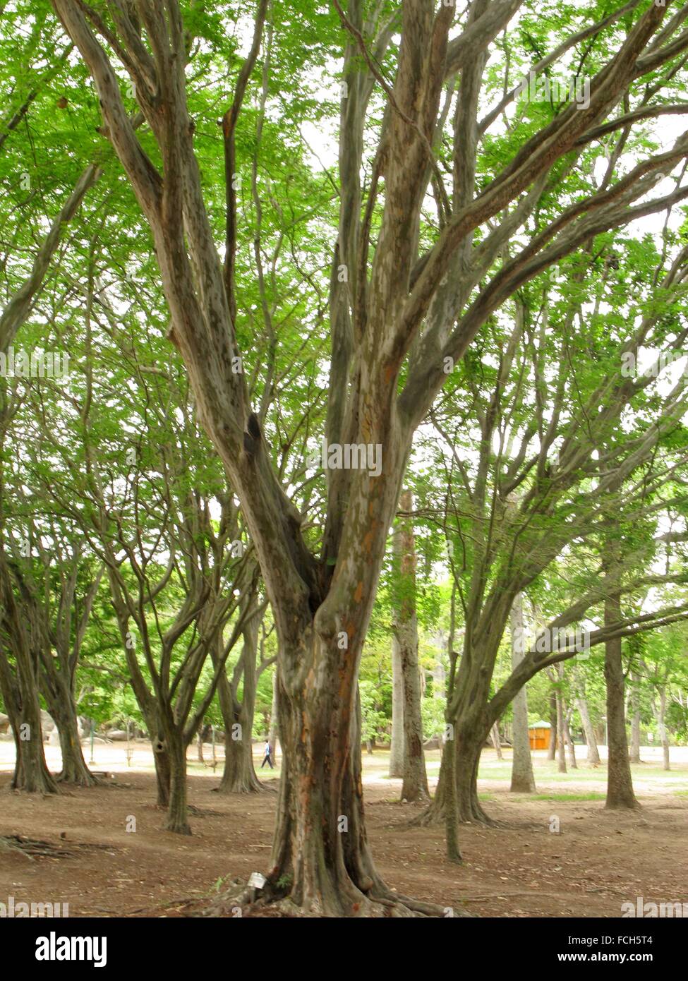 Botanical garden caracas hi-res stock photography and images - Alamy