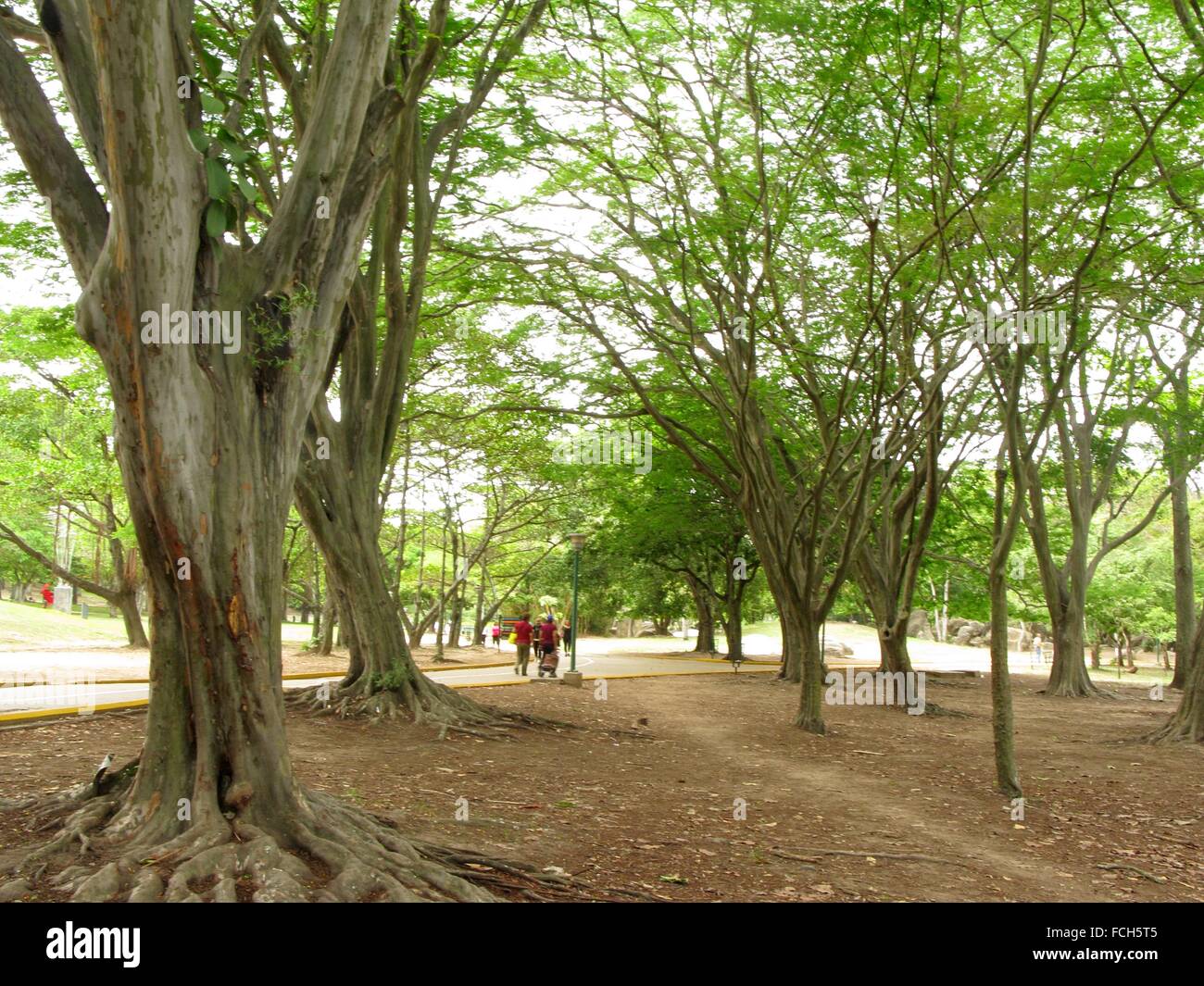 Parque del este, caracas, venezuela hi-res stock photography and images ...