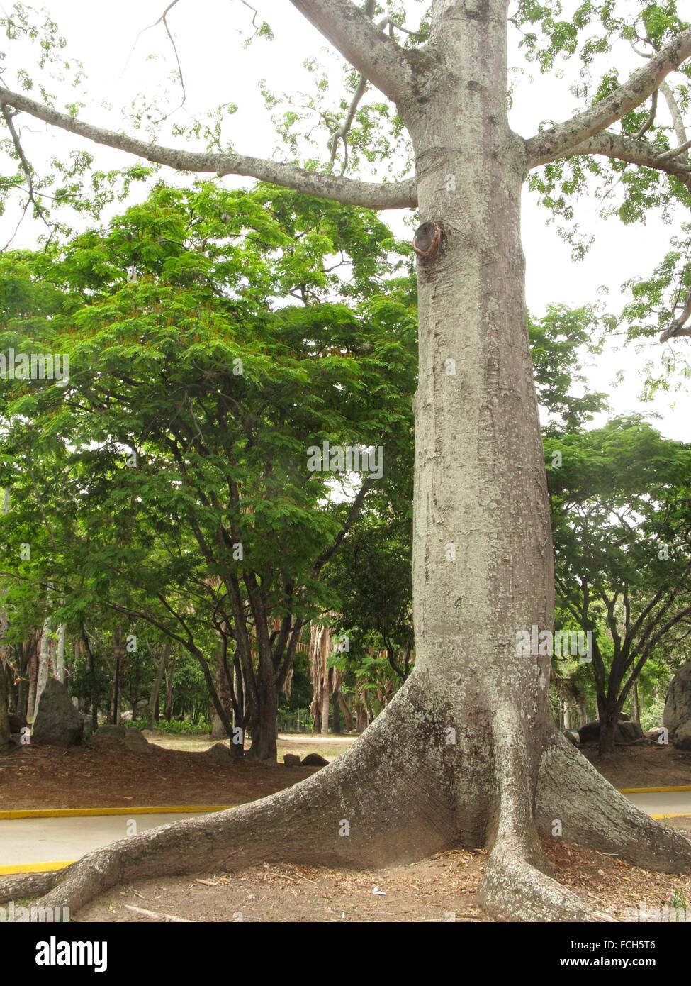 Botanical garden caracas hi-res stock photography and images - Alamy
