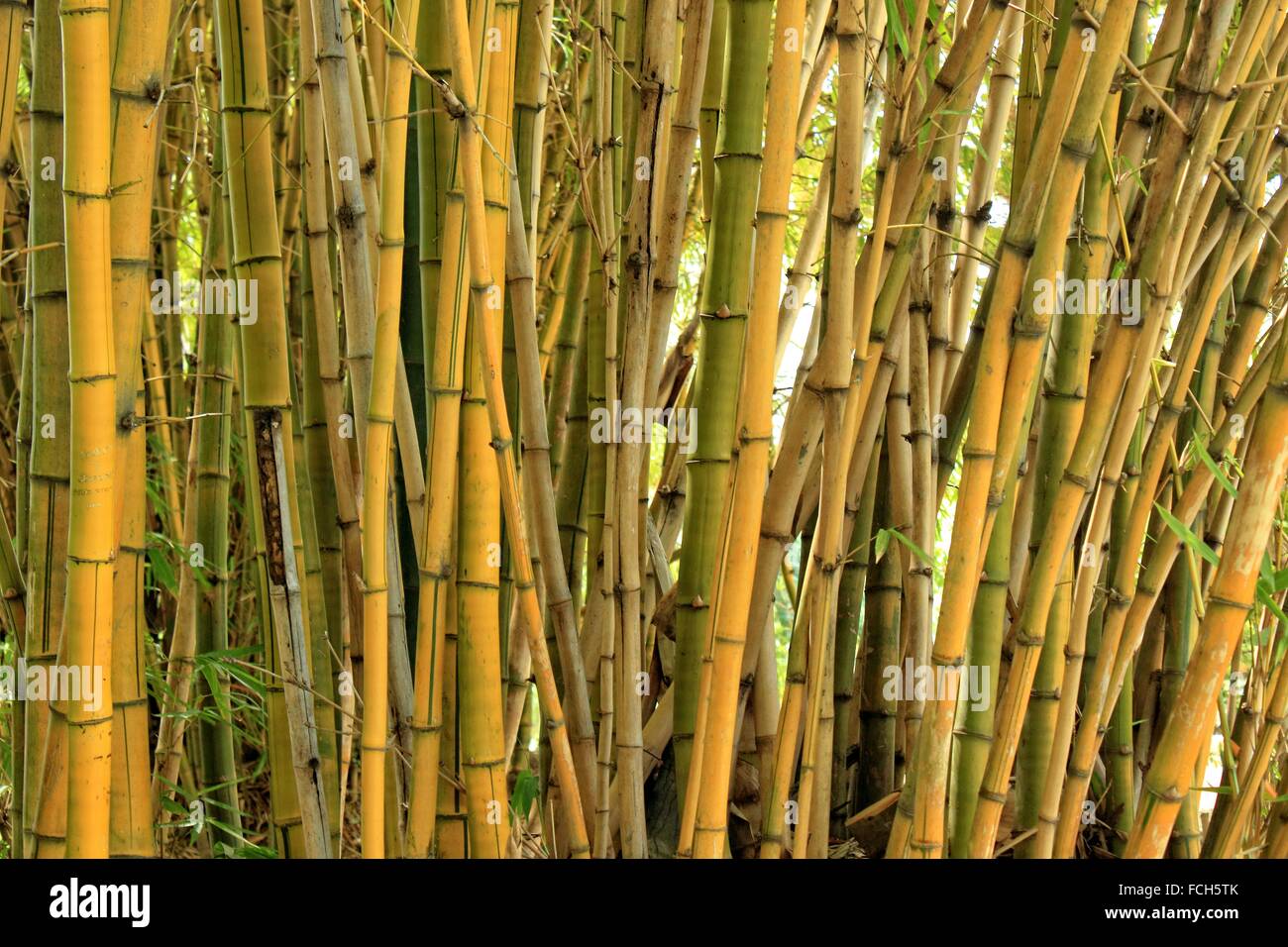 Bamboo land hi-res stock photography and images - Alamy