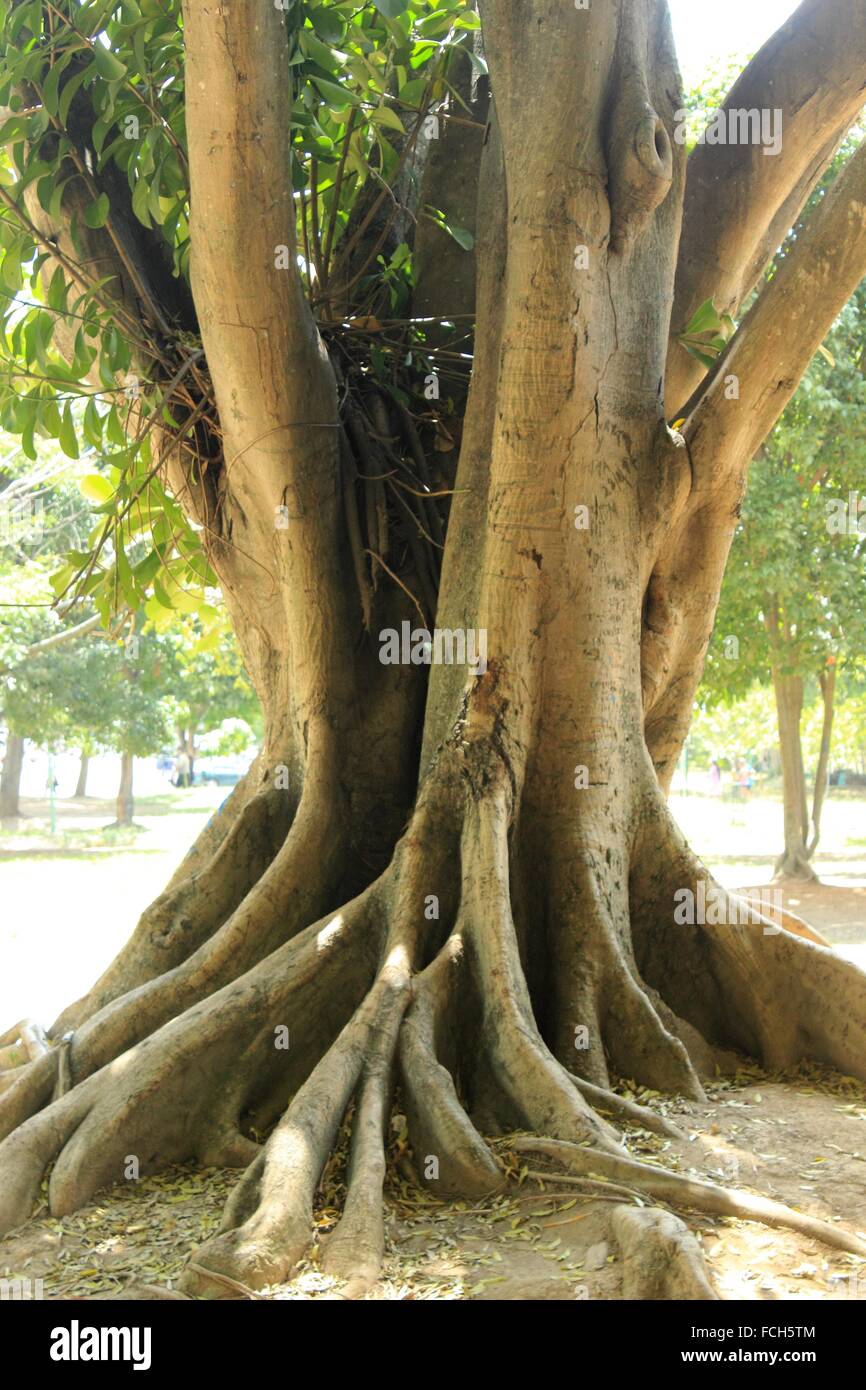 Connection to roots hi-res stock photography and images - Alamy