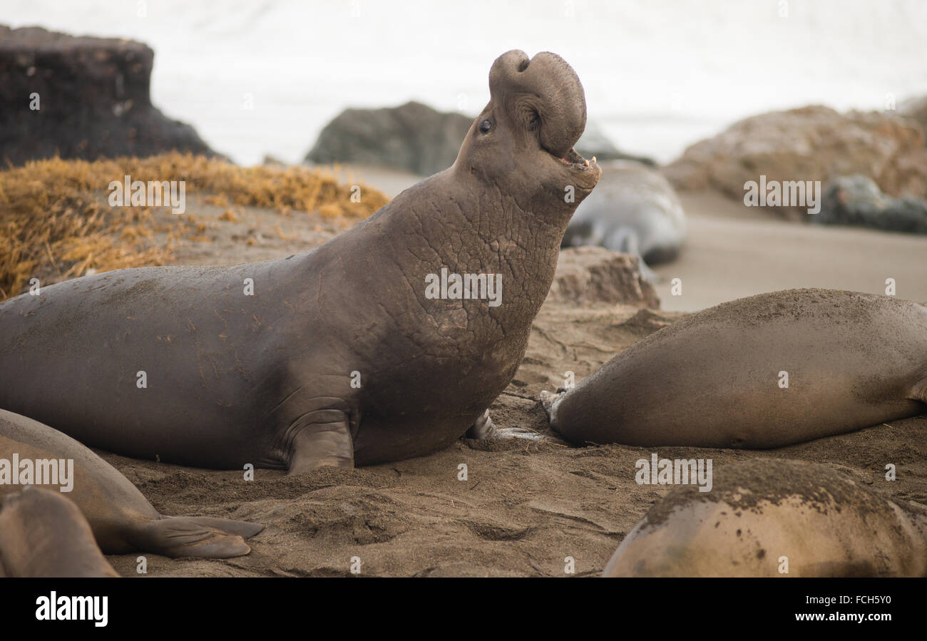A Male Elephant Seal lets others know he commands this territory Stock ...