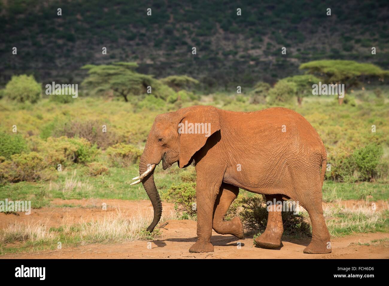 Red african elephant hi-res stock photography and images - Alamy