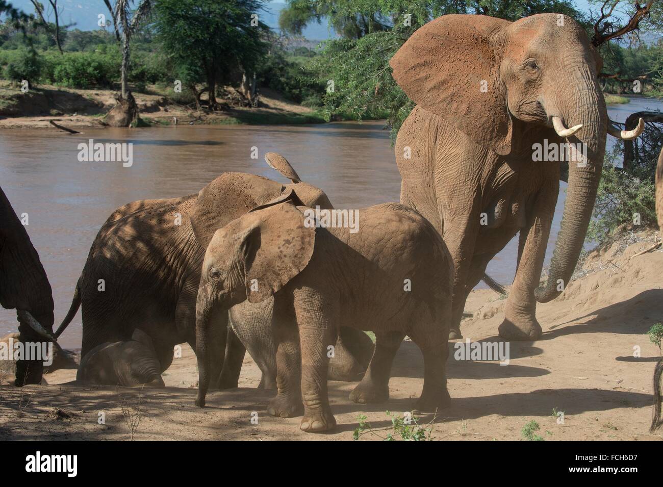 Climbing elephant hi-res stock photography and images - Alamy