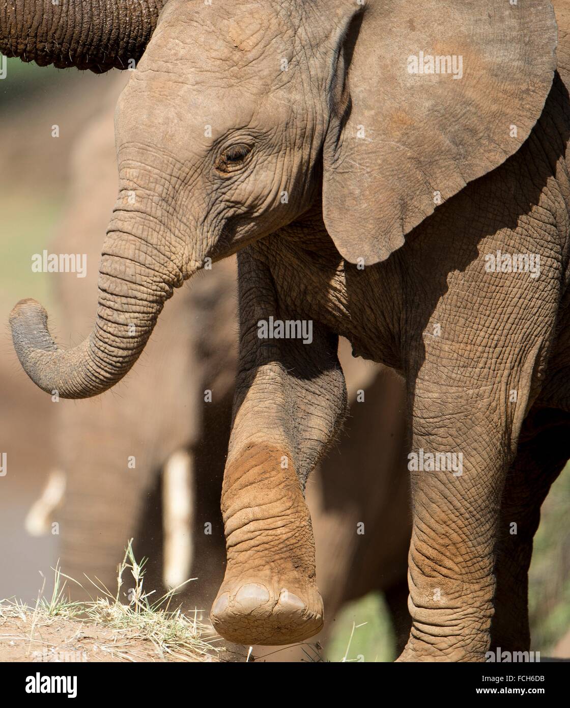Cub of elephant hi-res stock photography and images - Alamy