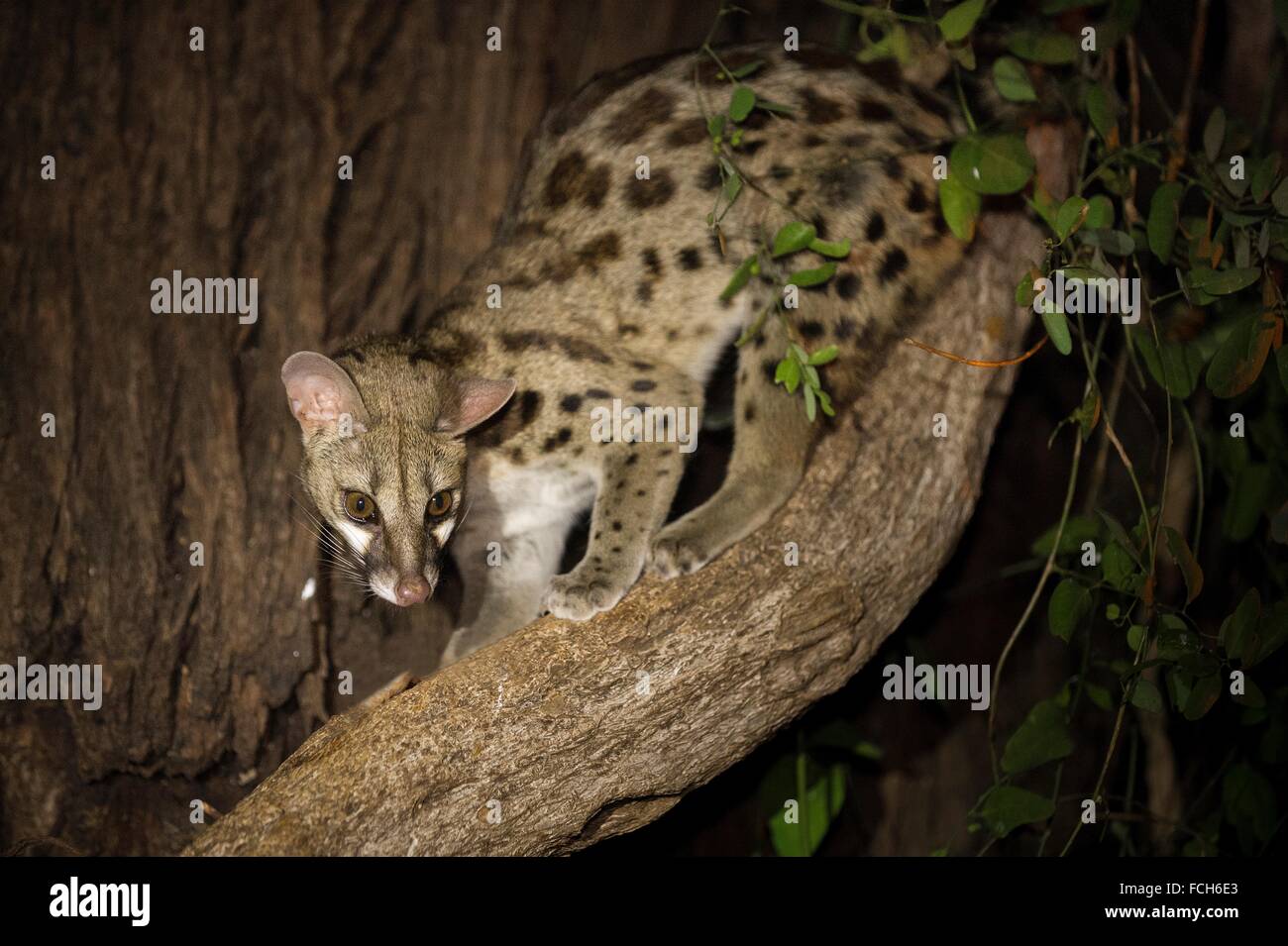 Genetta genetta image hi-res stock photography and images - Alamy