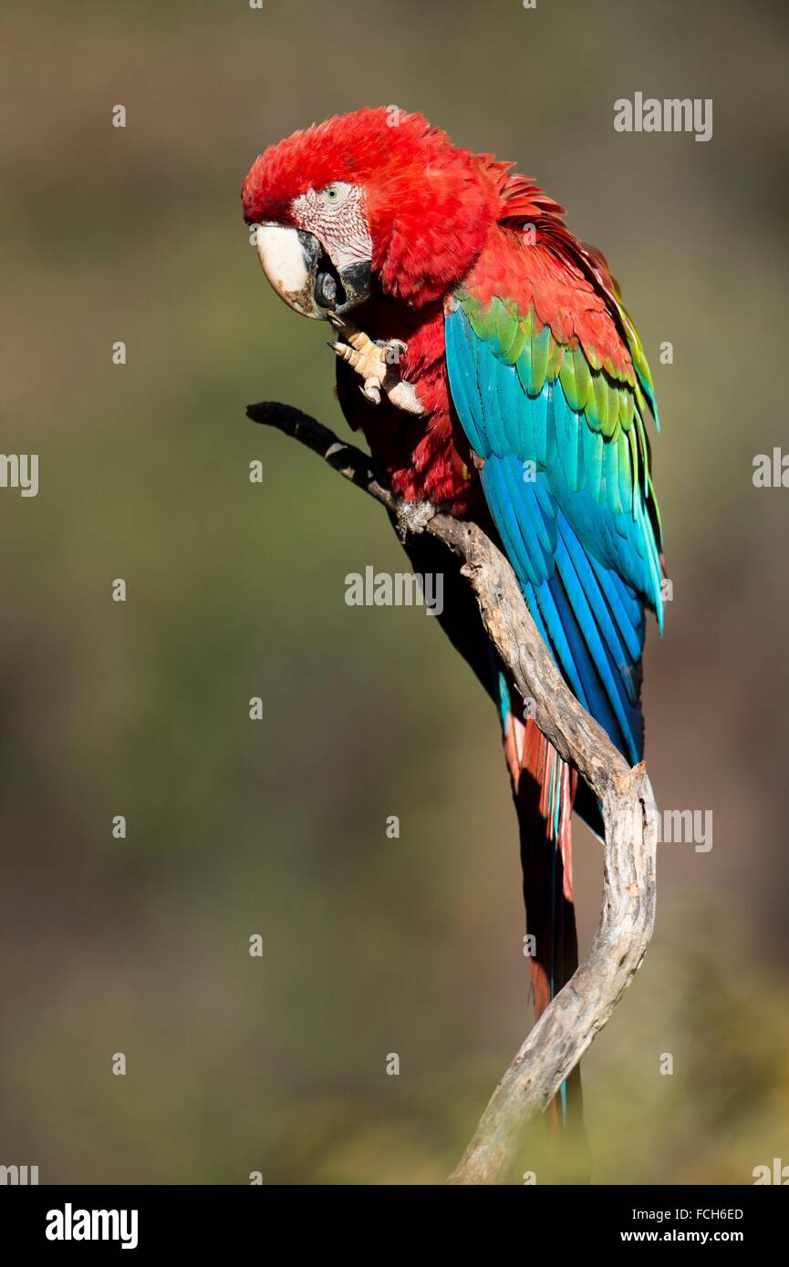 Side view macaw hi-res stock photography and images - Alamy