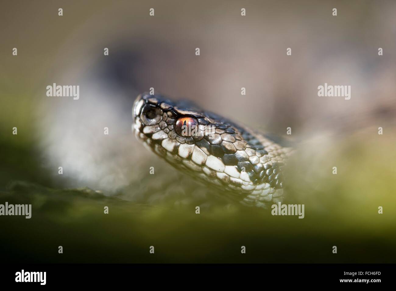 Curled up snake hi-res stock photography and images - Alamy