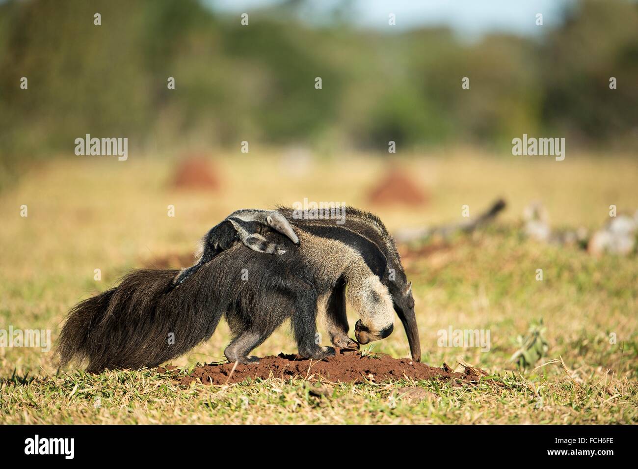 Anteater Baby High Resolution Stock Photography and Images - Alamy