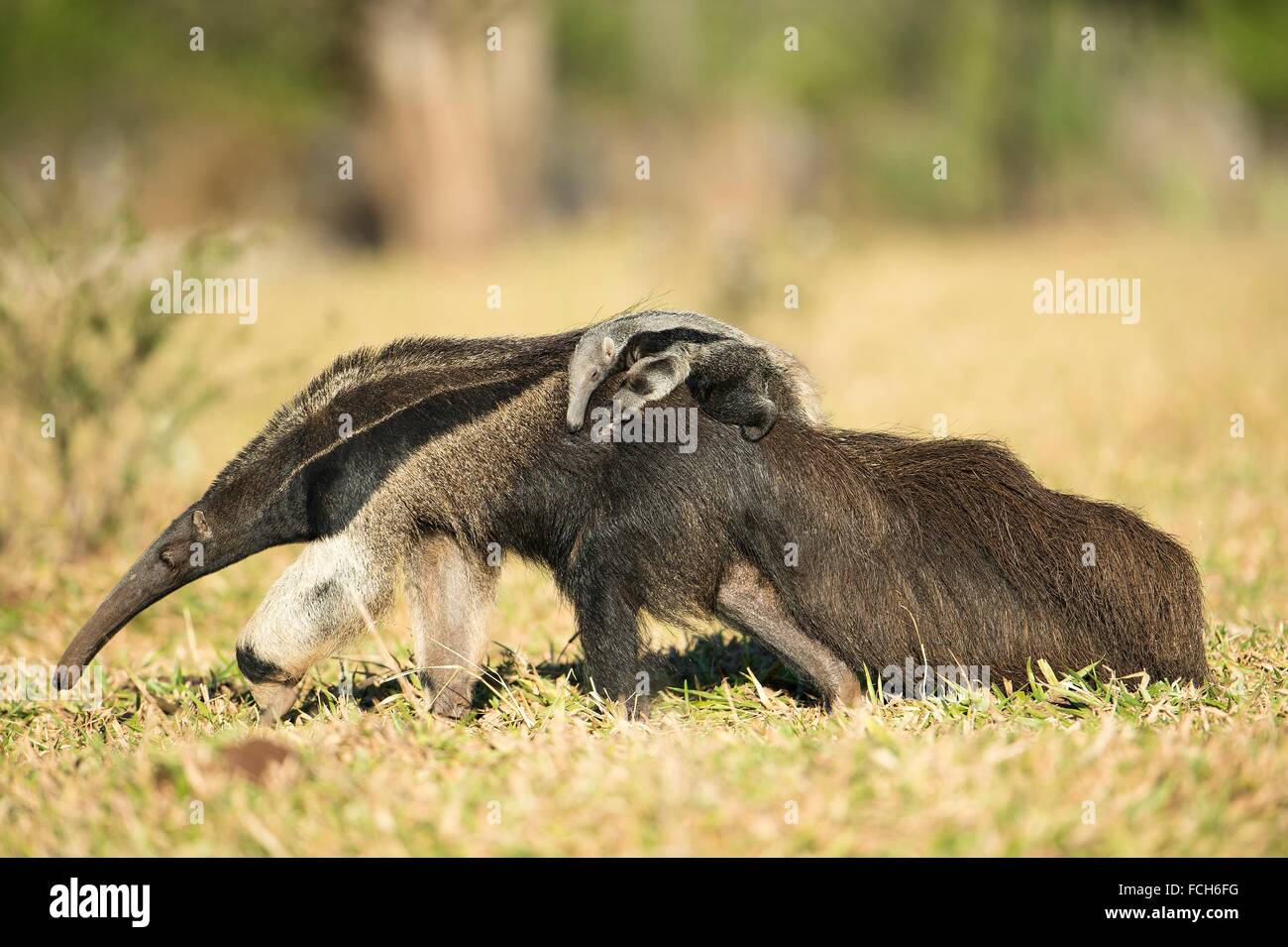 Anteater baby hi-res stock photography and images - Alamy