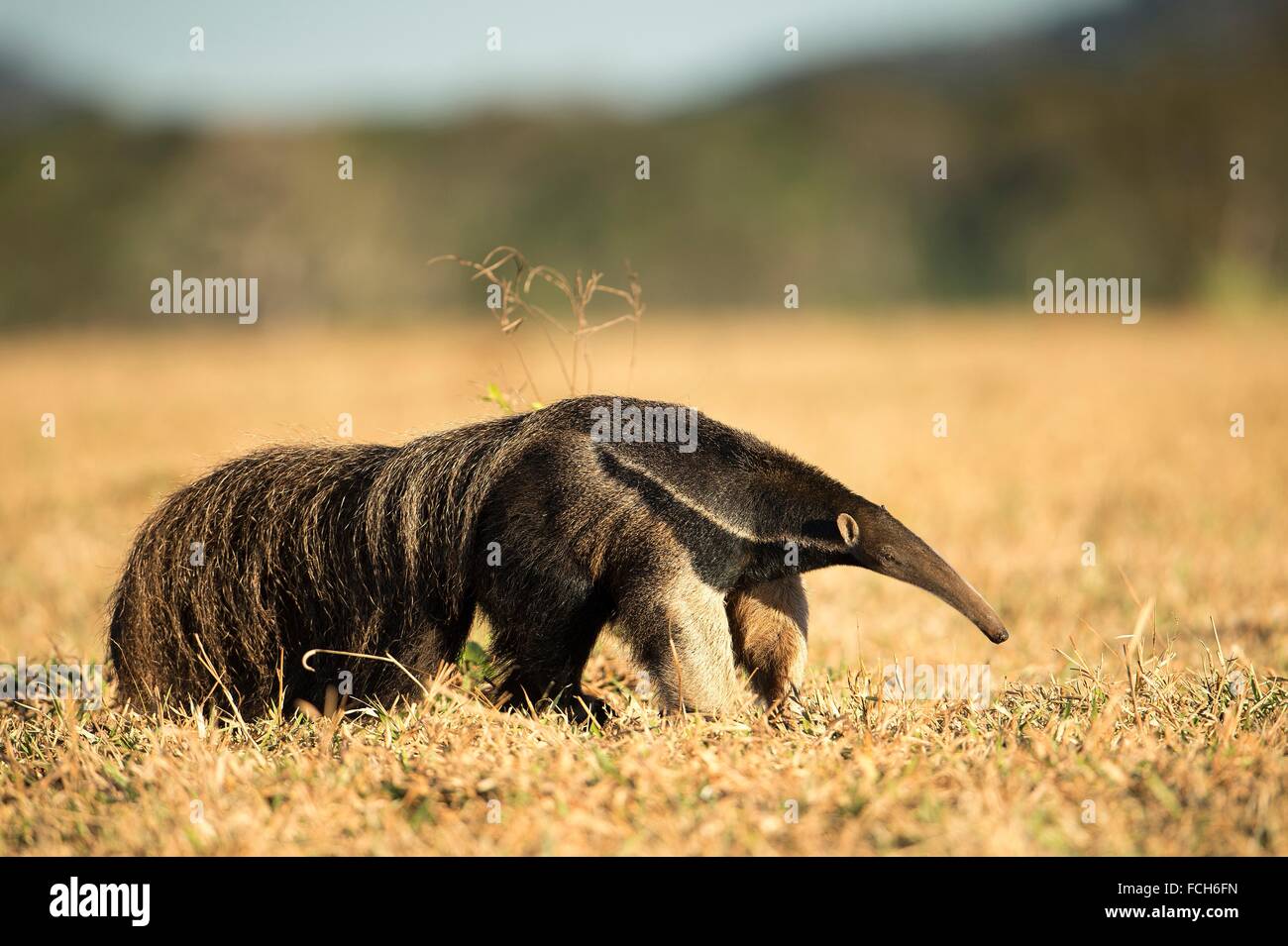 Giant anteater myrmecophaga tridactyla hi-res stock photography and ...