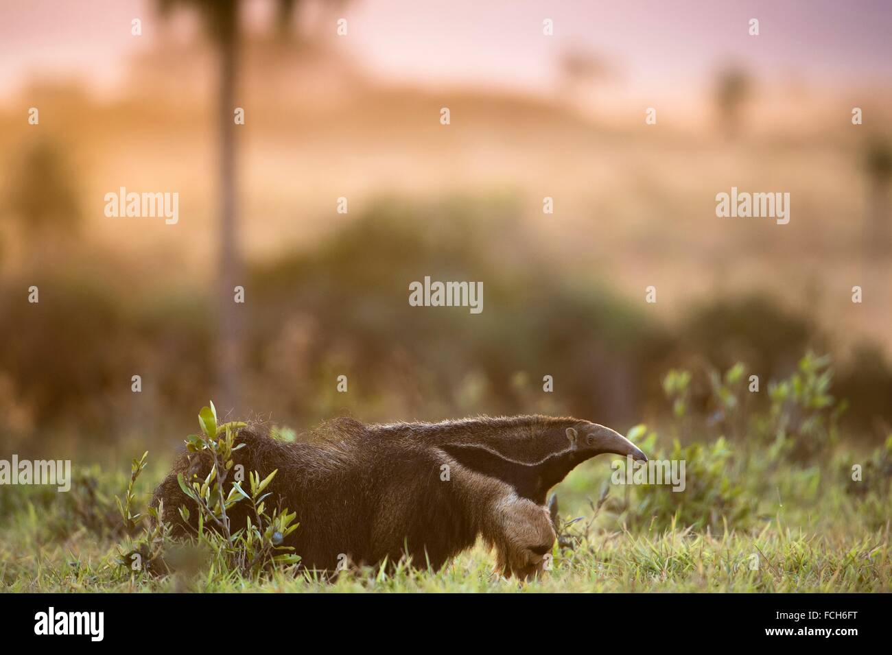 Front view fauna hi-res stock photography and images - Alamy