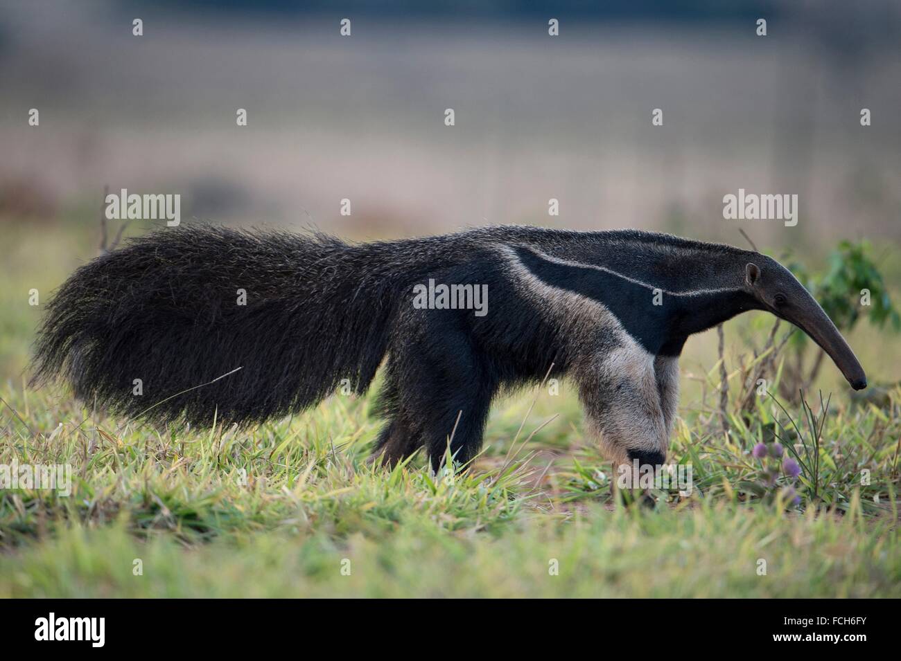 Giant anteater myrmecophaga tridactyla hi-res stock photography and ...