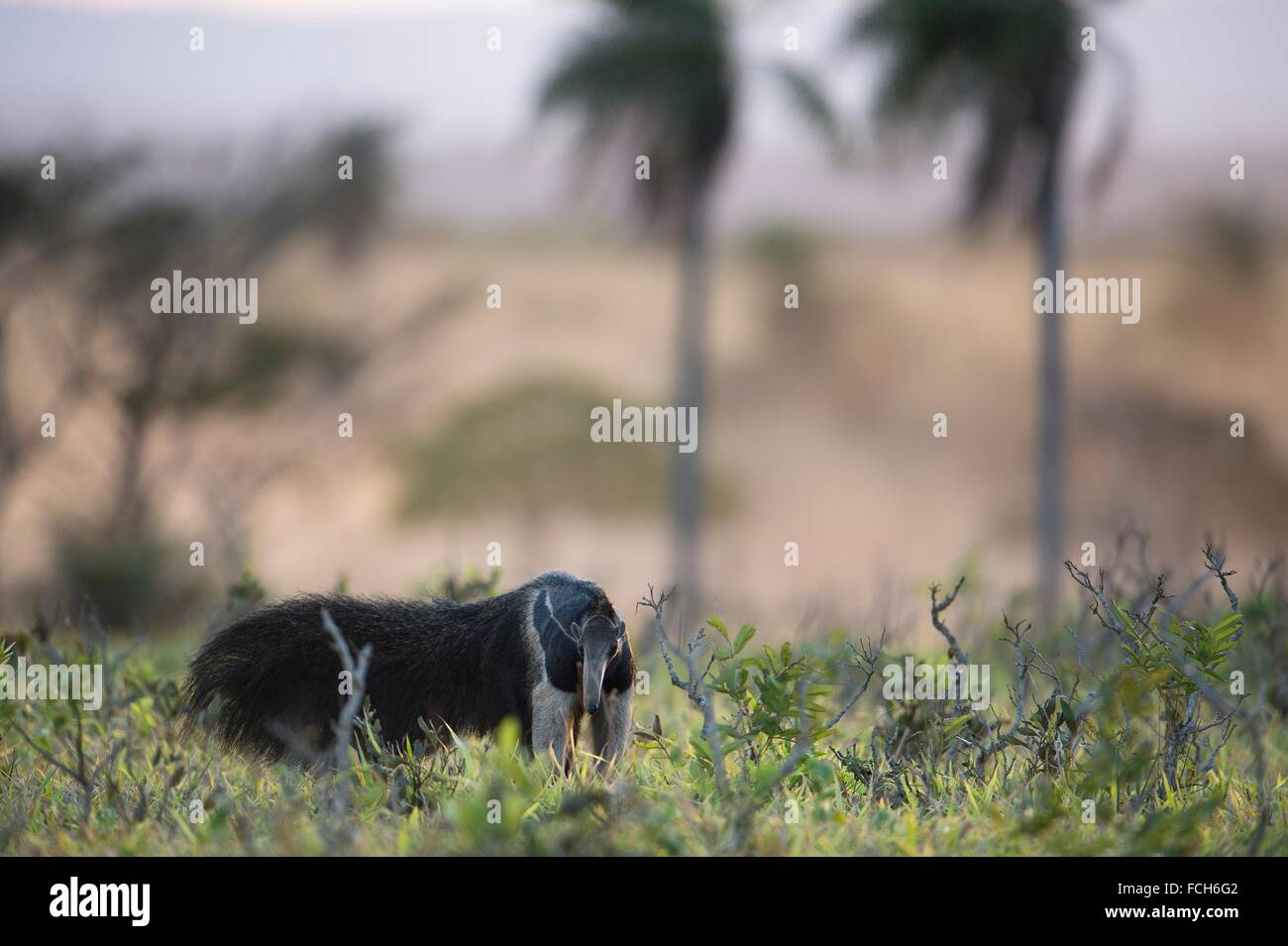 Walking With Beasts Giant Ants