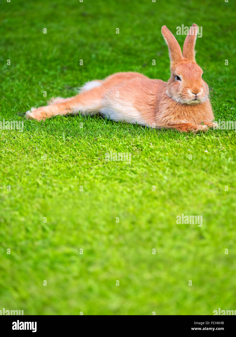 Lazy rabbit lying on a meadow Stock Photo - Alamy