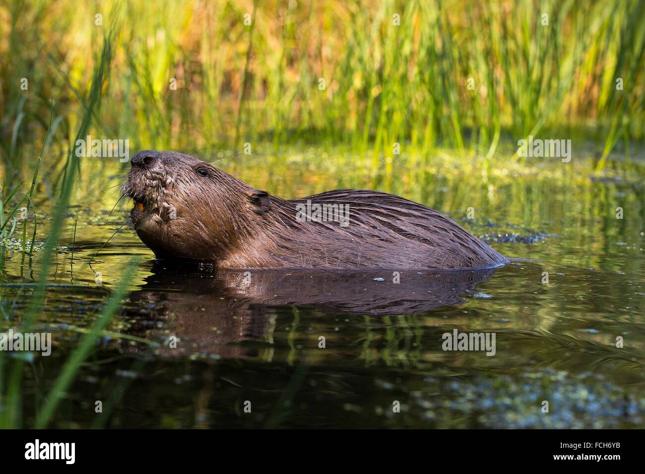 Beaver (Castor fiber), sitting in shallow water , Bavaria, Germany ...