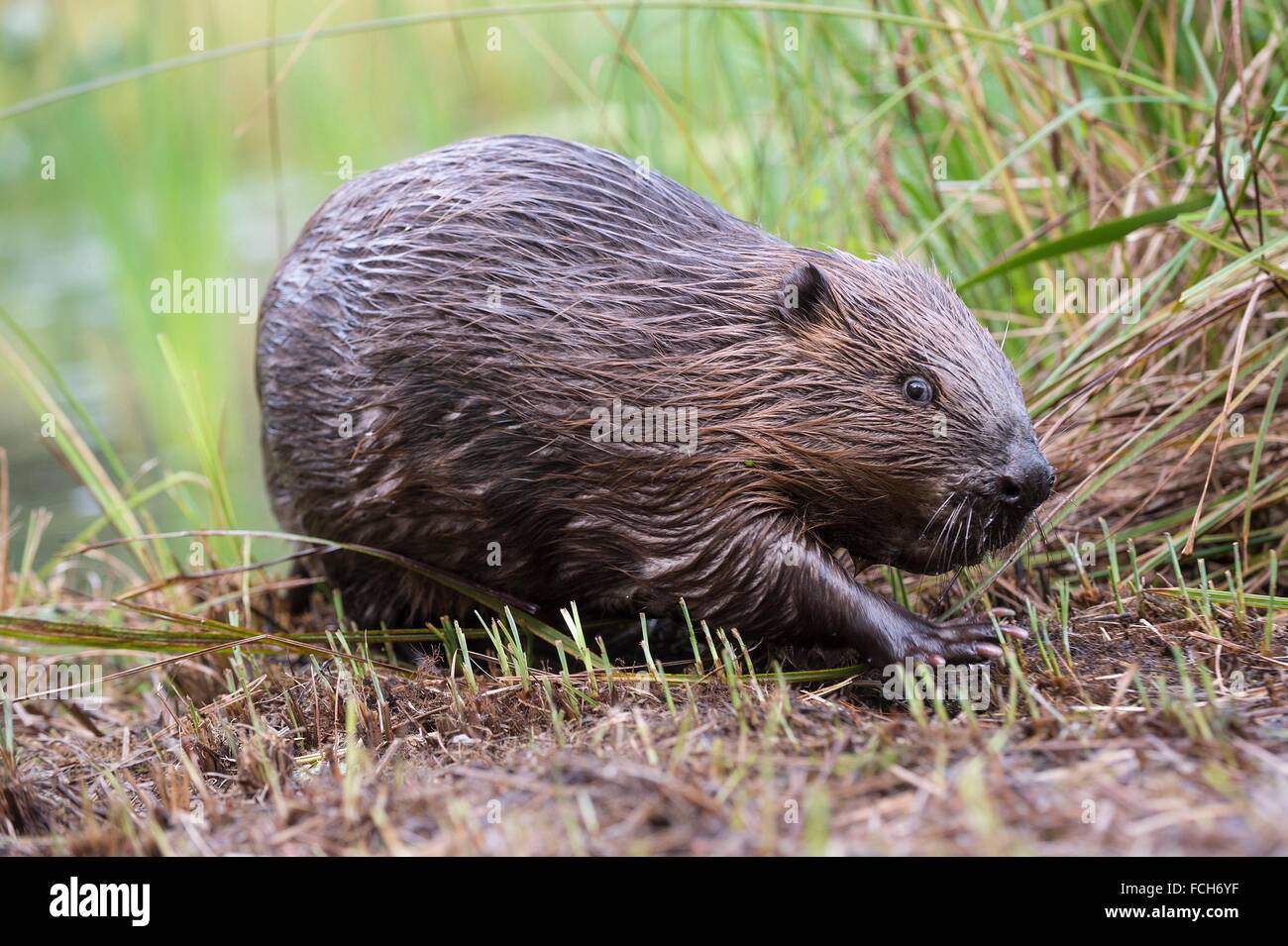 Beaver walking hi-res stock photography and images - Alamy