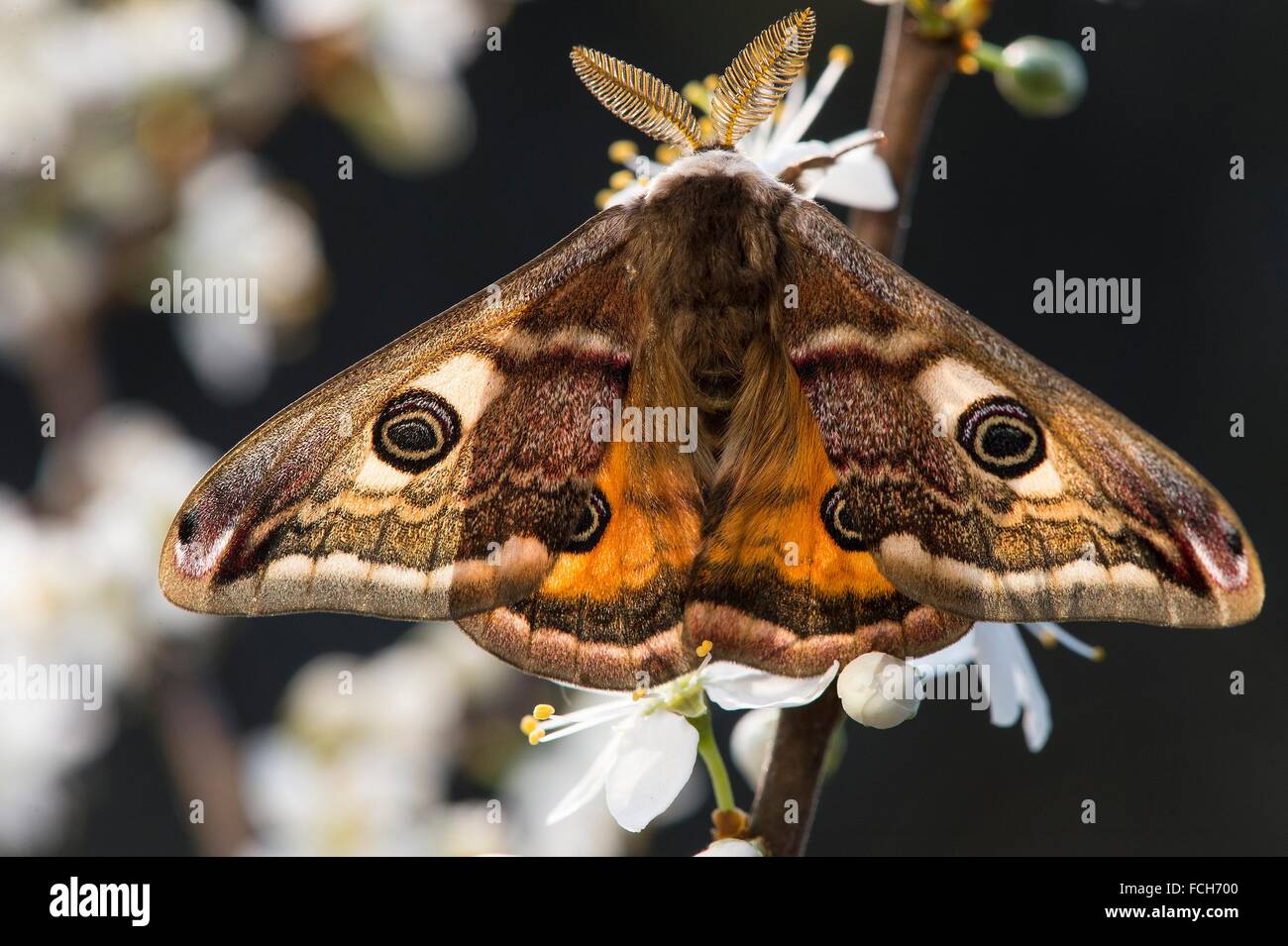 Insect moth male hi-res stock photography and images - Alamy