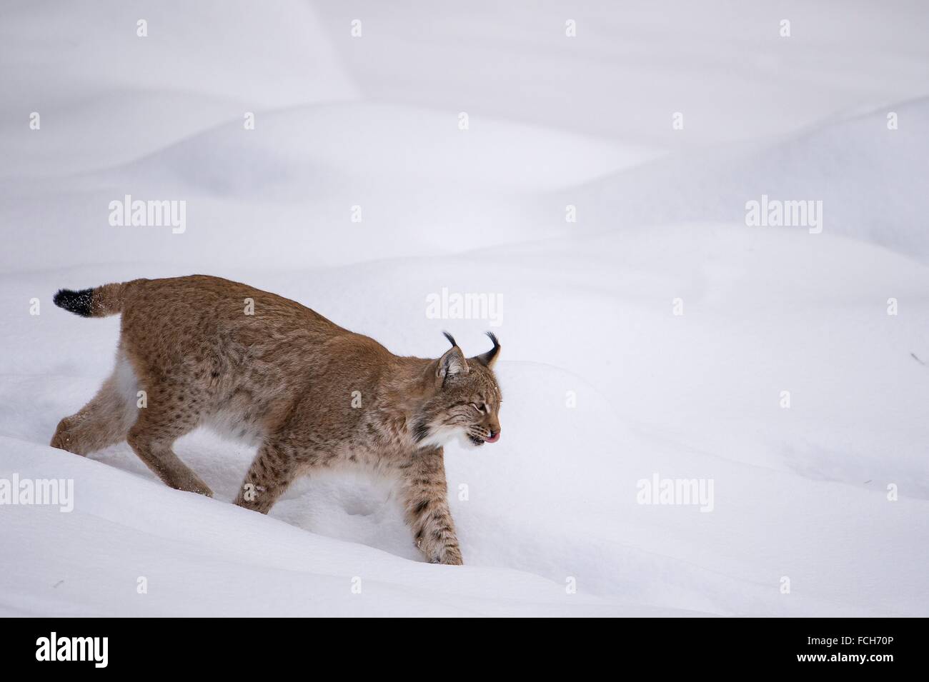 Lynx (Lynx lynx) stalking in deep snow, National Park Bayerischer Wald ...