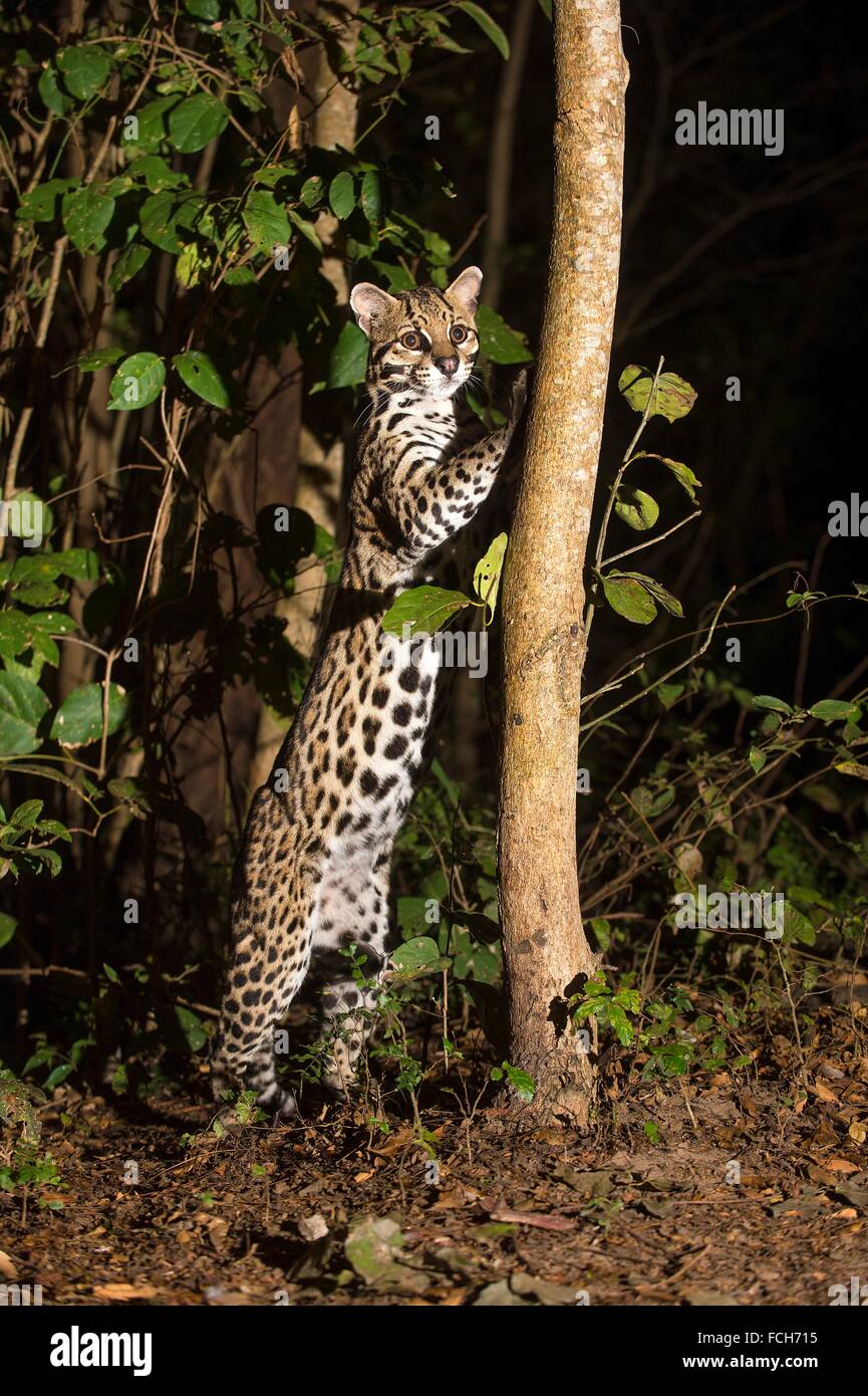 Tree ocelot hi-res stock photography and images - Alamy