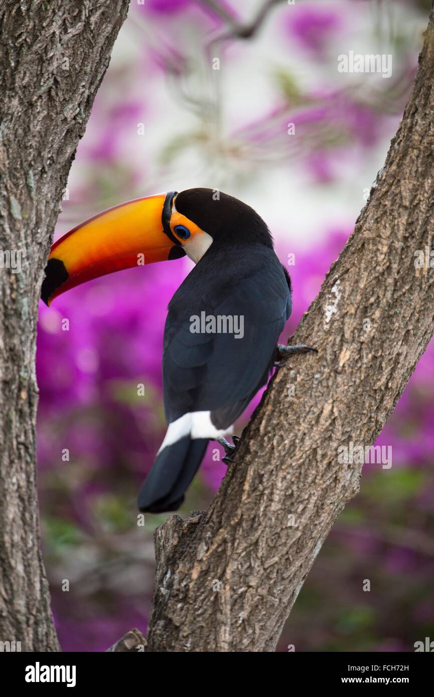 Ramphastos Toco Bird High Resolution Stock Photography and Images - Alamy