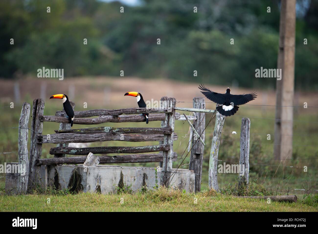 Ramphastos Toco Bird High Resolution Stock Photography and Images - Alamy