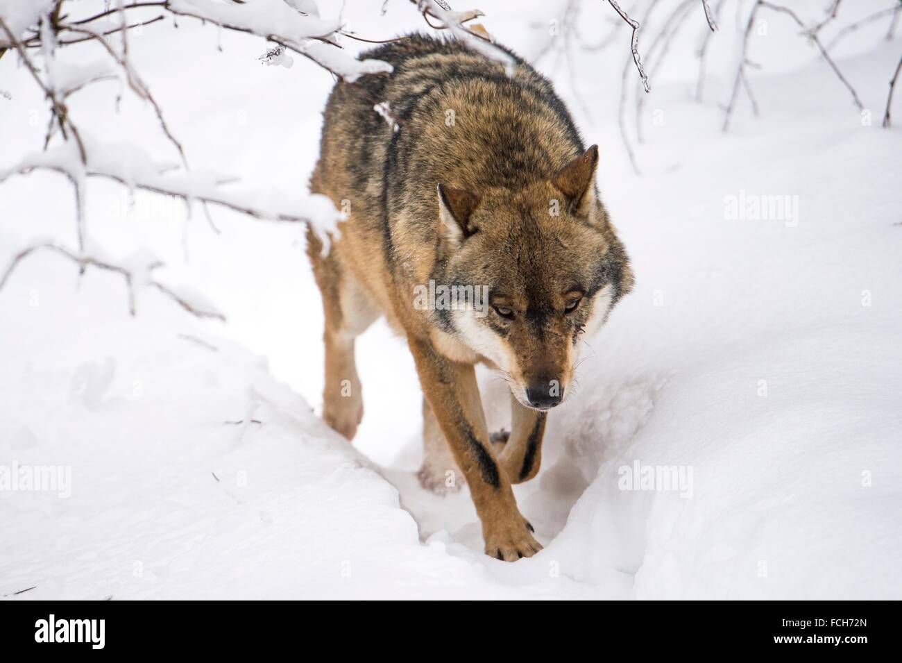 Wolf (Lupus canis), moving in snow, National Park Bayerischer Wald ...