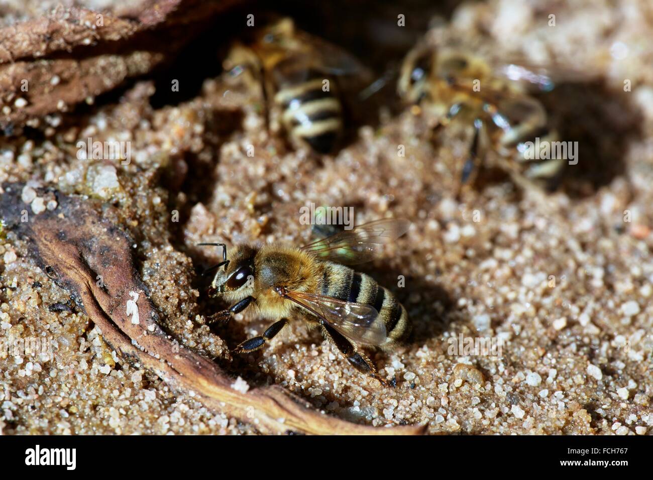 We need bees hi-res stock photography and images - Alamy