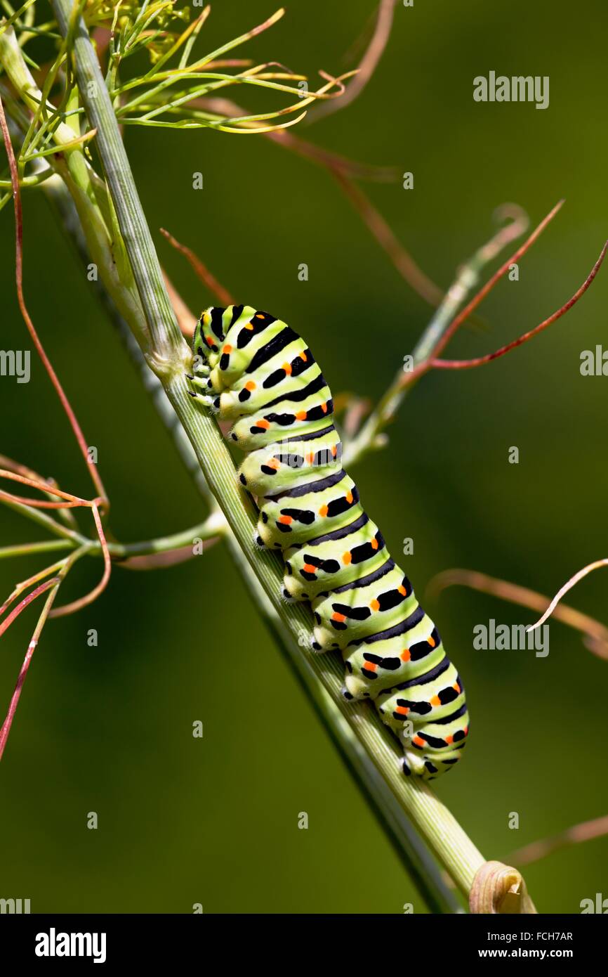 Rare Caterpillar High Resolution Stock Photography and Images - Alamy
