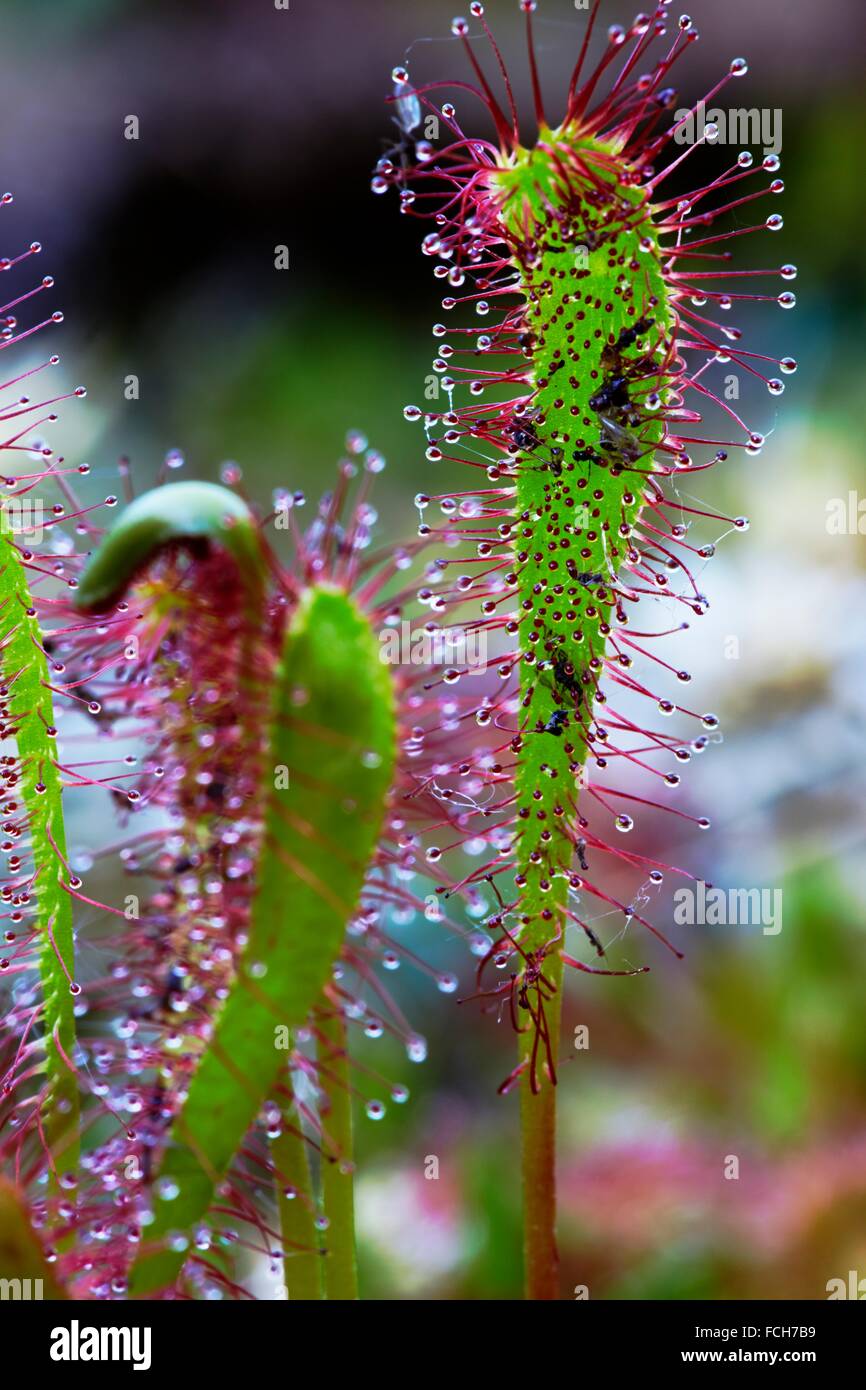 Great sundew or English sundew Drosera anglica in moorland. Drosera ...