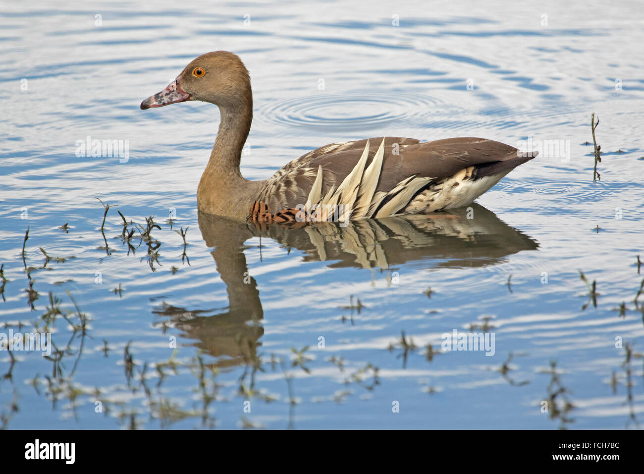 Spectacular plumed / grass whistling duck, Dendrocygna eytoni drifting ...