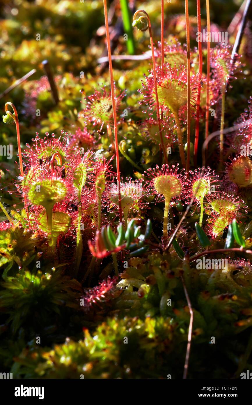 1 drosera rotundifolia hi-res stock photography and images - Alamy