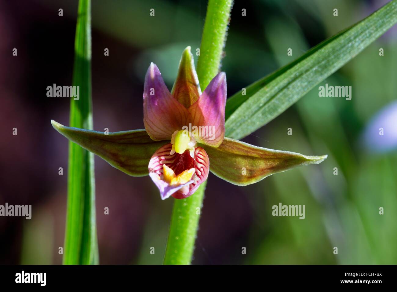 Fabulous giant plant hi-res stock photography and images - Alamy
