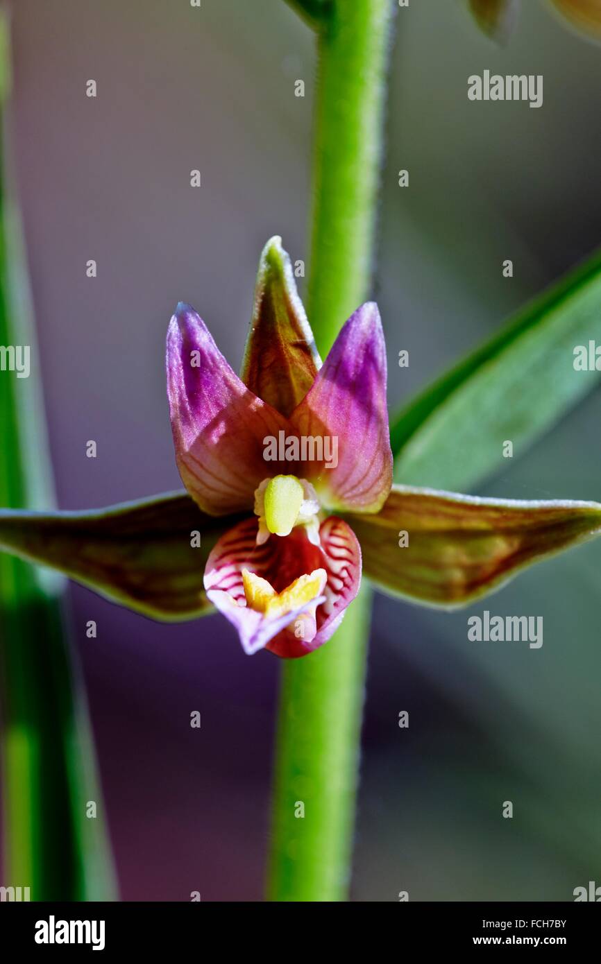 Fabulous giant plant hi-res stock photography and images - Alamy