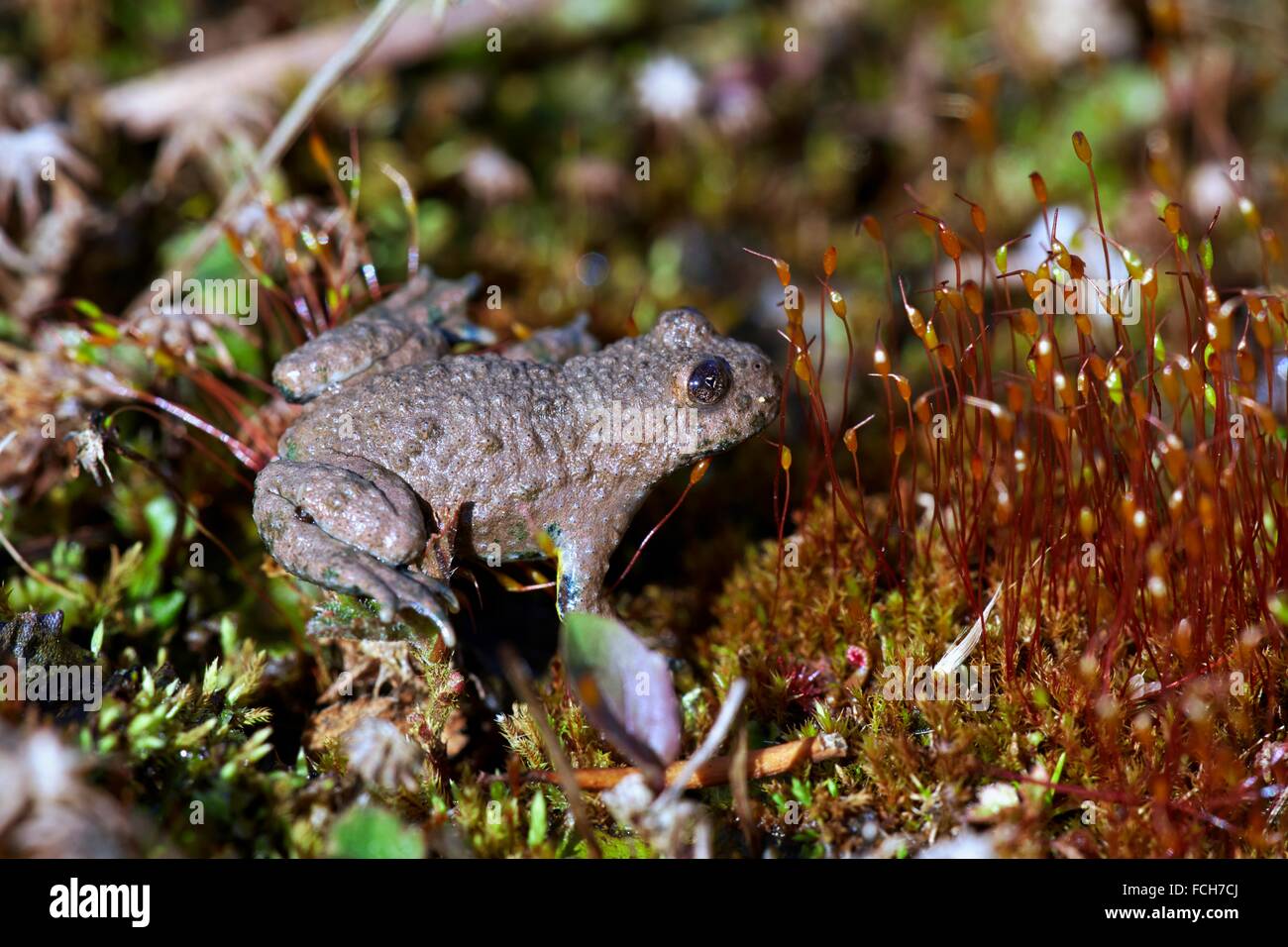 Fire toad bombina variegata hi-res stock photography and images - Alamy