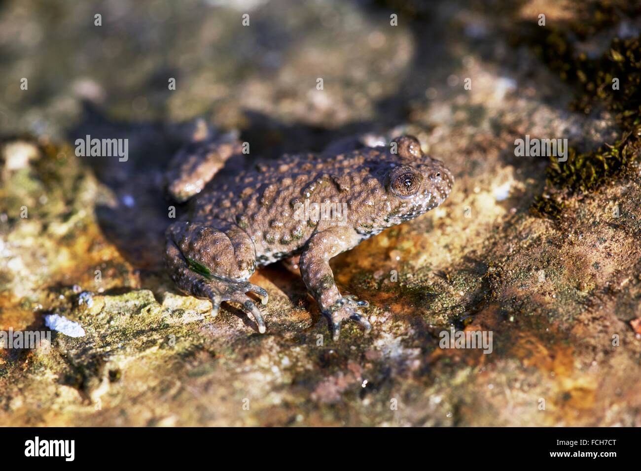 Fire Dependent Stock Photos & Fire Dependent Stock Images - Alamy