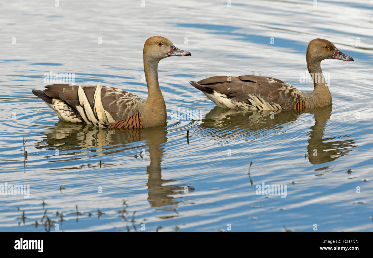 Pair of spectacular plumed / grass whistling ducks, Dendrocygna eytoni ...