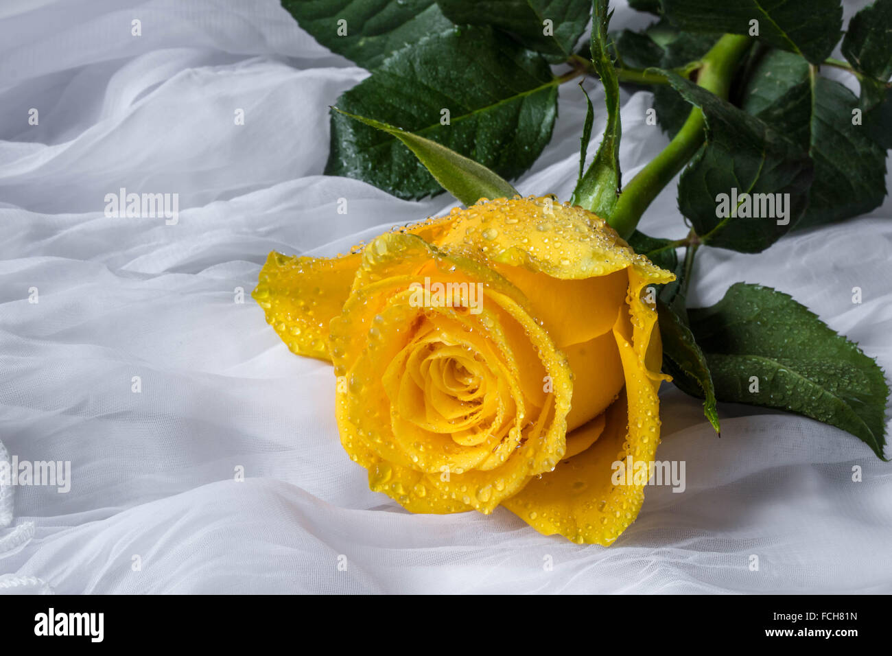 Yellow rose with water drops- fabric background Stock Photo - Alamy