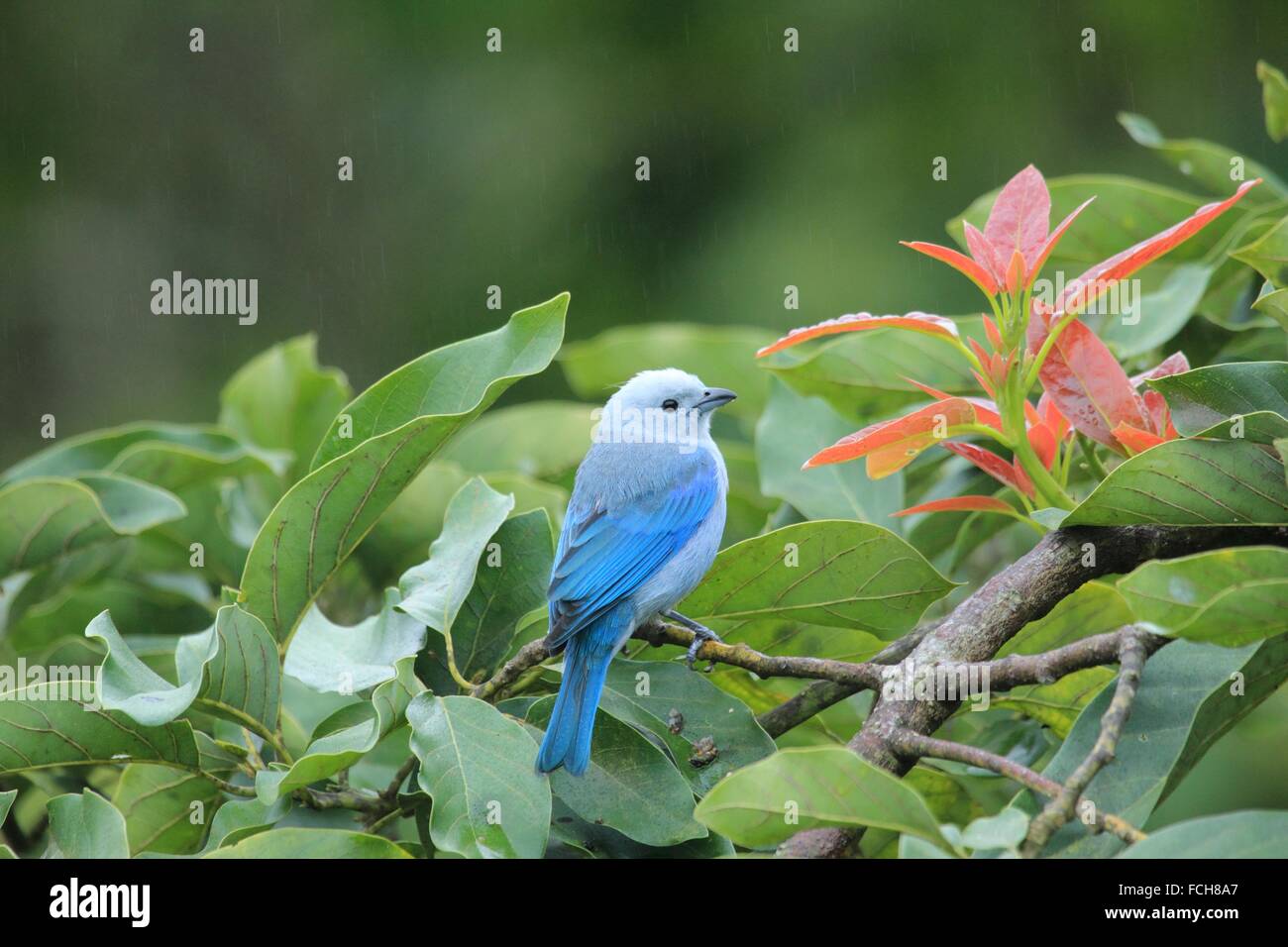 Animal gathering order hi-res stock photography and images - Alamy